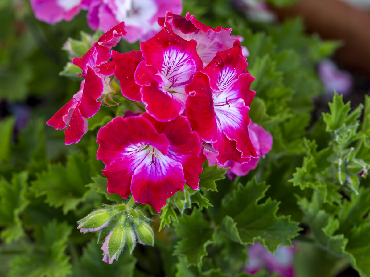 A hazai termesztésű dísznövények ültetésére hívja fel a figyelmet az ...