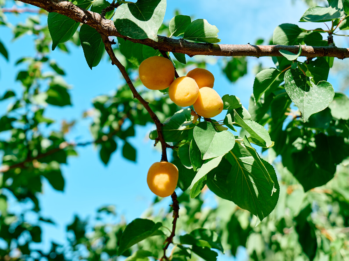 Elvitte a kajszi nagy részét a fagy, több tízmilliárdos a kár a gyümölcsösökben | Kanizsa Médiaház
